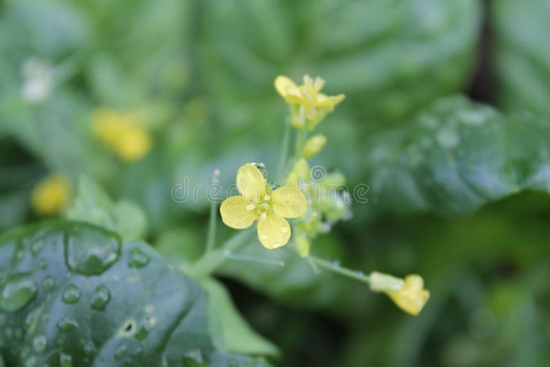 Beautiful Yellow Bok Choy Flower with Raindrops Stock Image - Image of ...