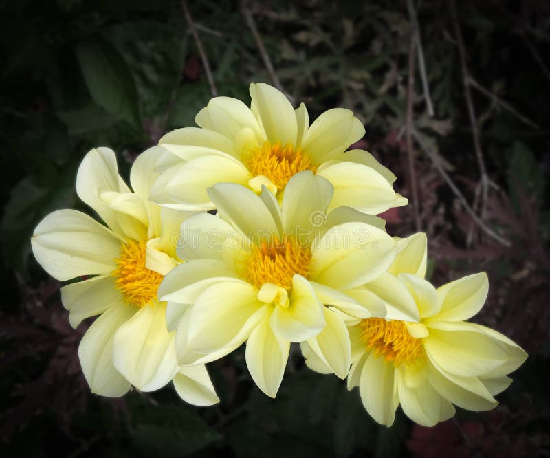 Beautiful Yellow Bunch of Dahlias Stock Photo - Image of beautiful ...
