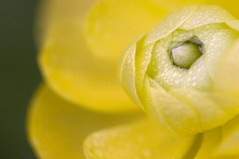 Beautiful yellow Buttercup stock image. Image of pretty - 1291367