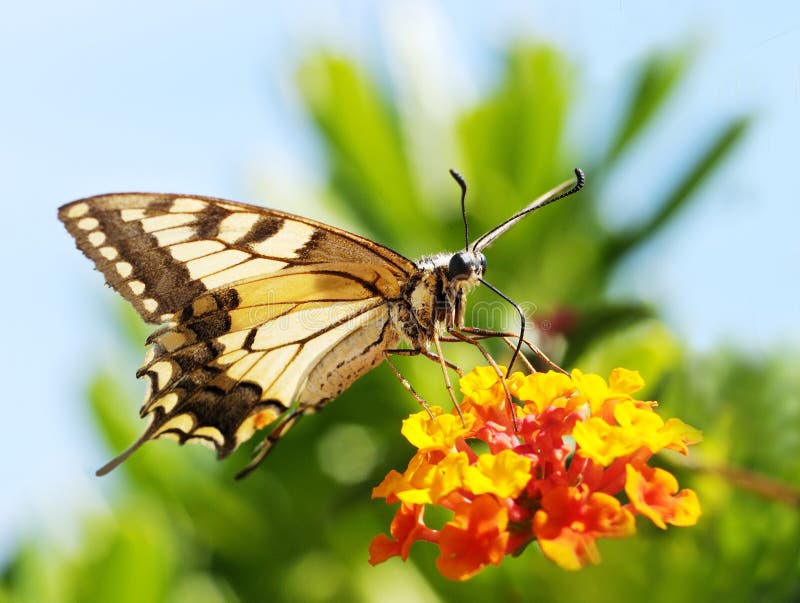 Beautiful yellow butterfly stock image. Image of meal - 8098087