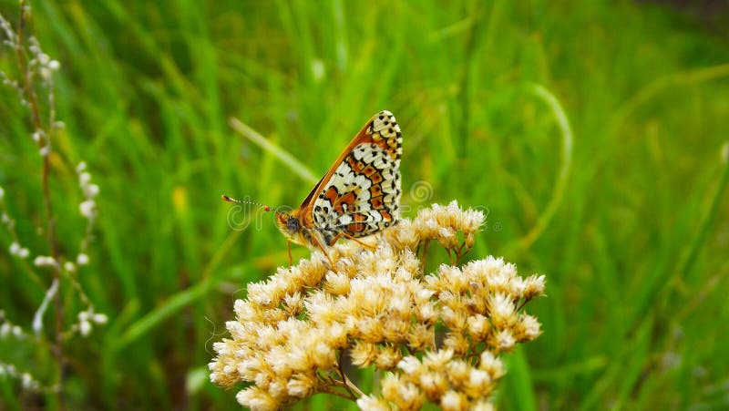Beautiful Yellow Butterfly. Stock Image - Image of insect, closeup ...