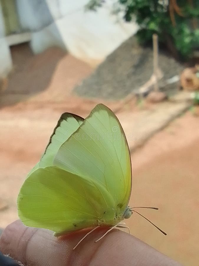 Beautiful Yellow Butterfly at Home Stock Photo - Image of hand ...
