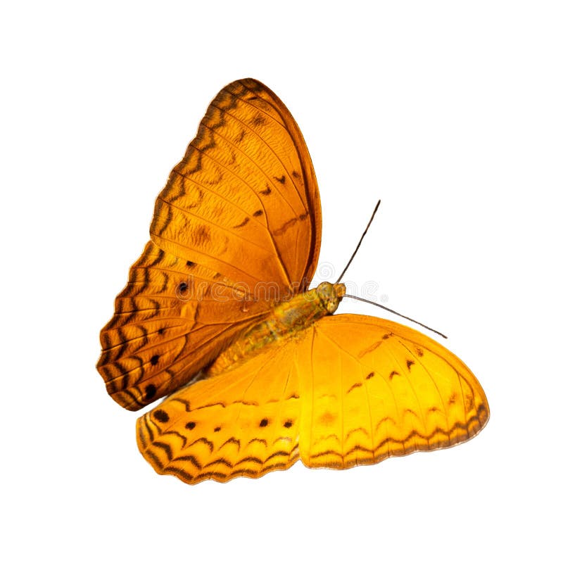 Beautiful Yellow Butterfly Isolated on White Stock Image - Image of ...
