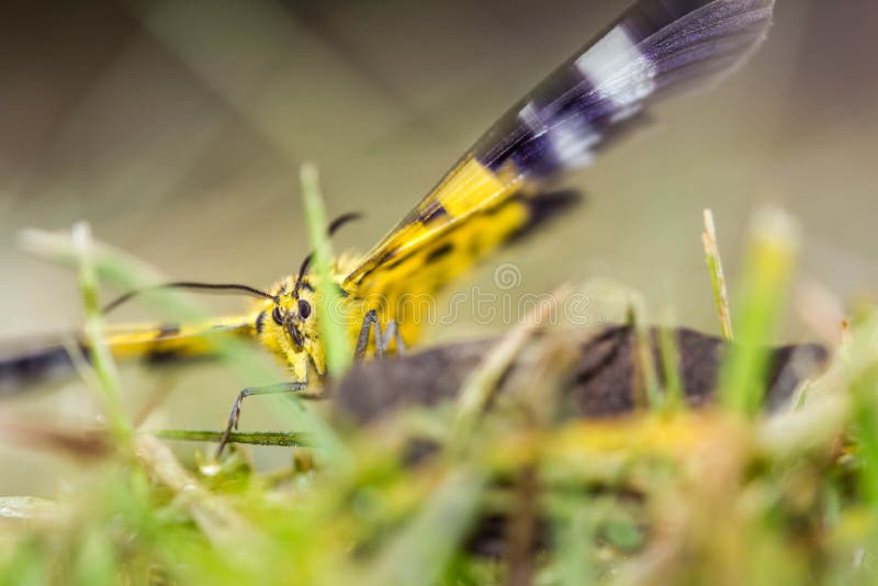 Beautiful yellow butterfly stock photo. Image of wildlife - 67939316