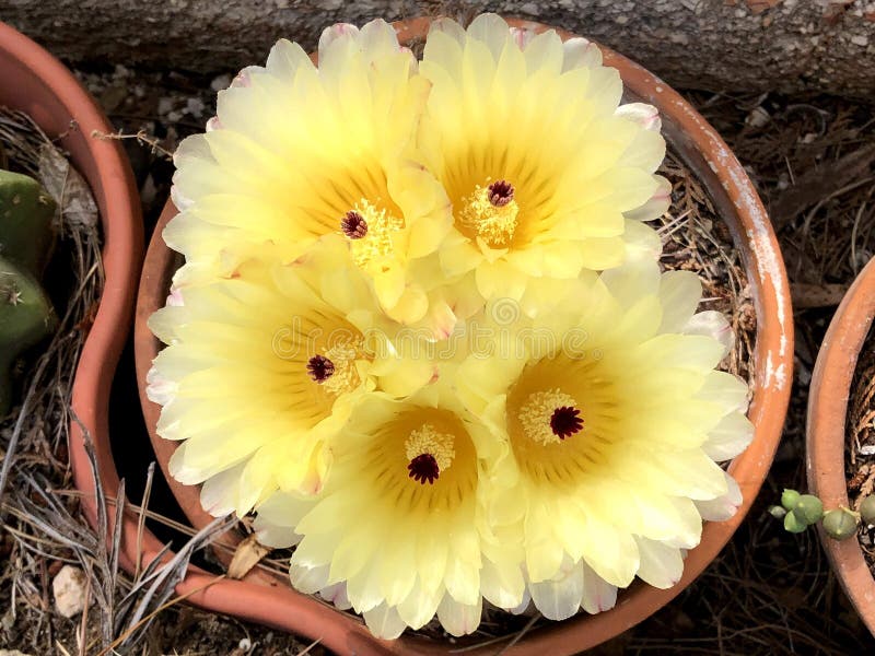 Beautiful Yellow Cactus Flower in Full Bloom Stock Image - Image of ...