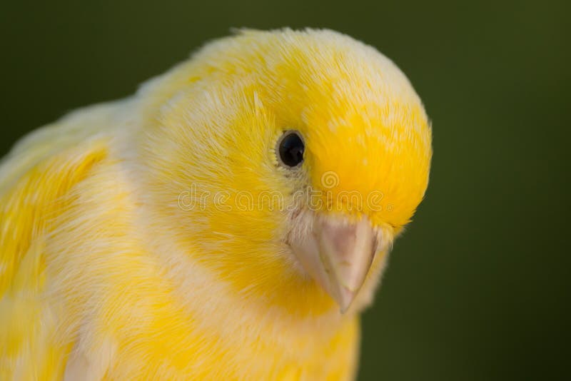 Beautiful yellow canary stock photo. Image of nice, birds - 81102464