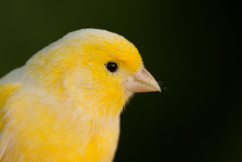 Beautiful yellow canary stock photo. Image of domestic - 81110254