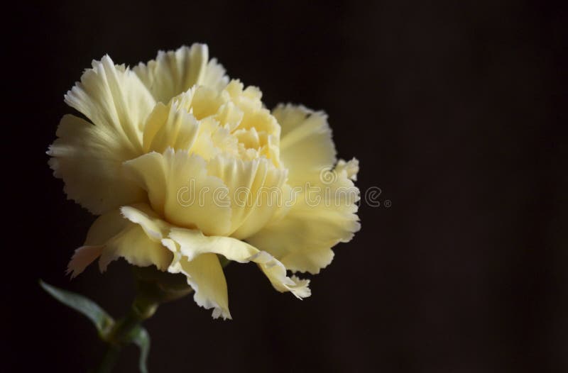 Beautiful yellow carnation stock photo. Image of blooming - 141691618