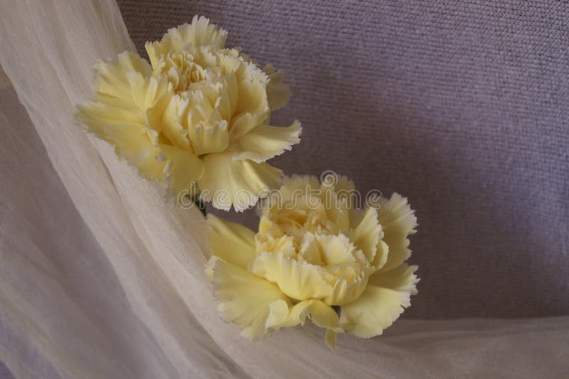 Beautiful Yellow Carnations Stock Photo - Image of nature, tenderness ...