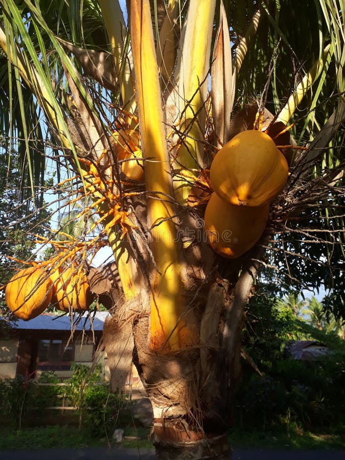 Beautiful Yellow Coconut at East Indonesia Stock Photo - Image of ...