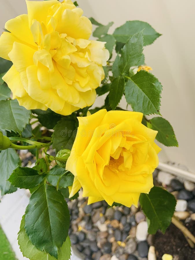 Beautiful Yellow Color Two Roses. Stock Photo - Image of leaf, yellow ...