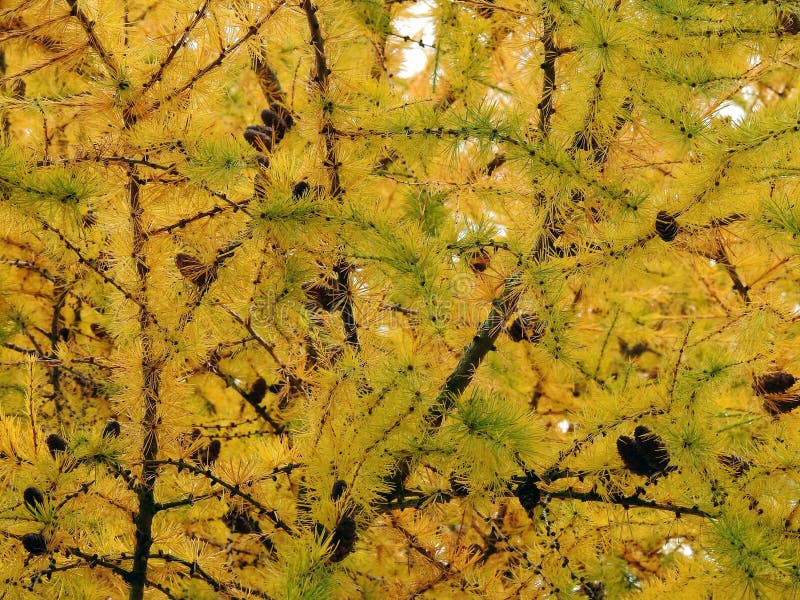 Yellow Conifer Tree with Cone , Lithuania Stock Image - Image of ...