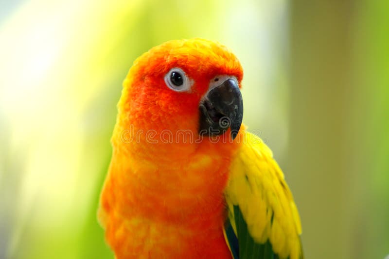 Sun Conures stock image. Image of wildlife, wild, paradise - 4005957