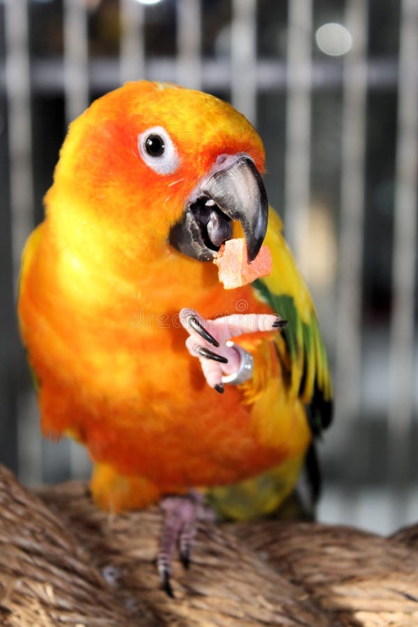 Sun Conures stock image. Image of wildlife, wild, paradise - 4005957