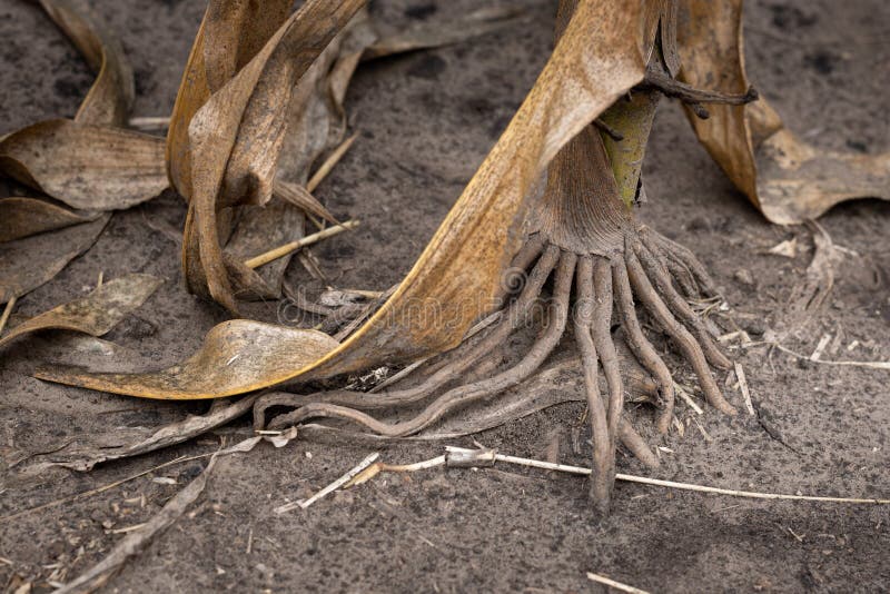Beautiful Yellow Corn Roots, Farmland Work, Nature Background Stock ...