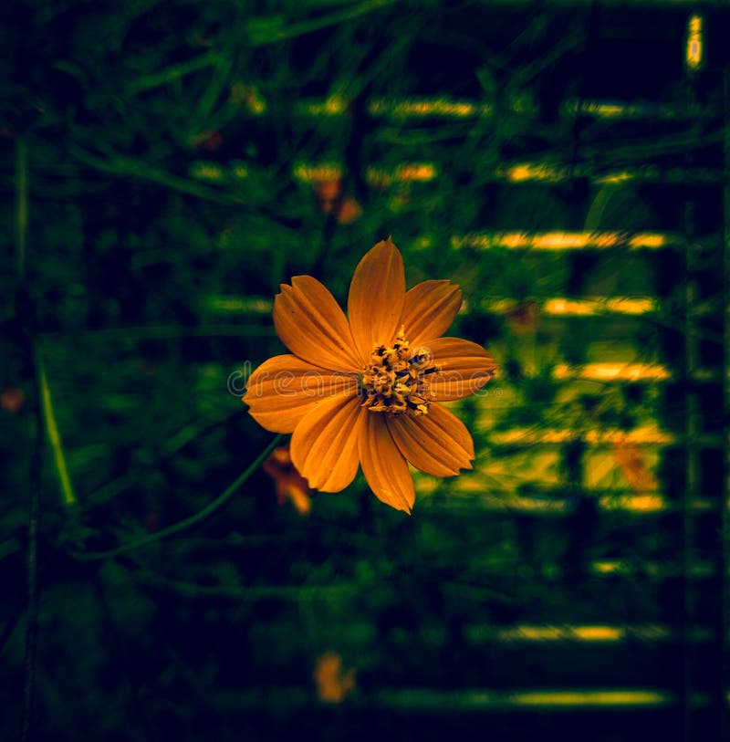 Beautiful Yellow Cosmos Flower Stock Image - Image of yellow ...