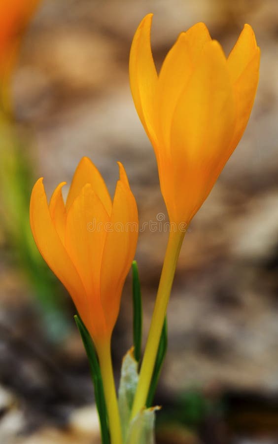 Beautiful yellow crocus stock image. Image of gardening - 107192747