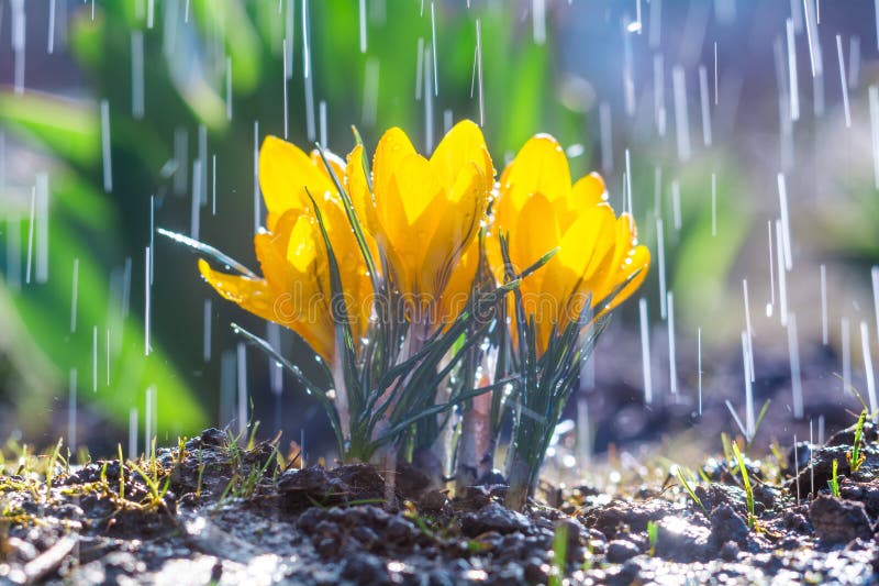 Beautiful Yellow Crocus Flowers in Spring Rain Stock Photo - Image of ...