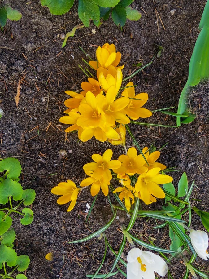 Beautiful Yellow Crocus Flowers on a Sunny Spring Day in the Garden ...
