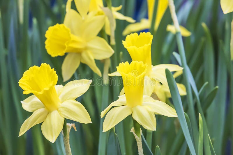 Beautiful Yellow Daffodil Flower in the Garden Stock Photo - Image of ...