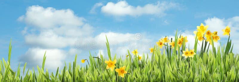 Beautiful Yellow Daffodils Outdoors on Sunny Day. Banner Design Stock ...