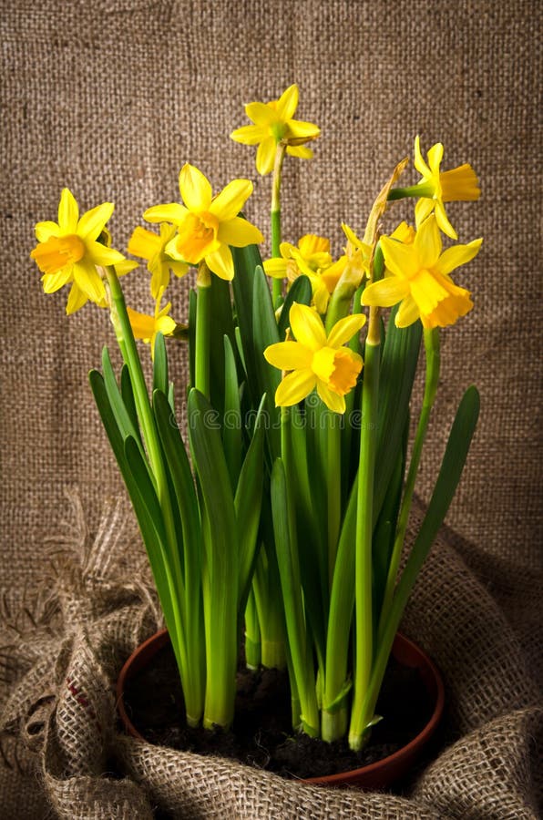 Beautiful yellow daffodils stock photo. Image of bouquet - 40254796