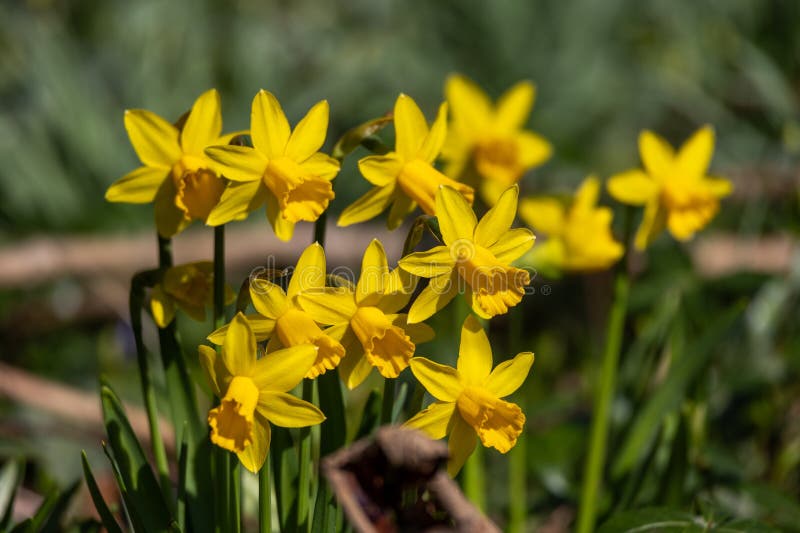 Beautiful Yellow Daffodils in Spring Stock Photo - Image of garden ...