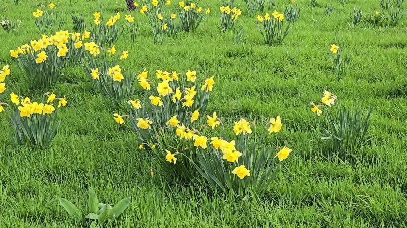 Beautiful Yellow Daffodils in Spring Stock Footage - Video of narcissus ...
