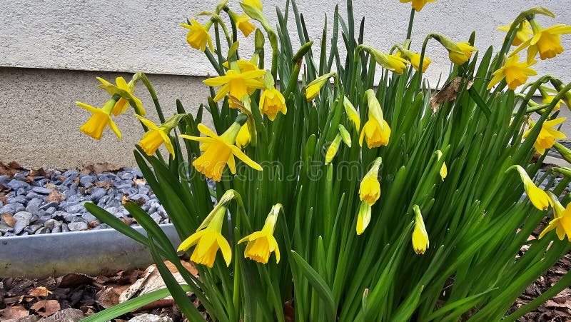 Beautiful Yellow Daffodils in Spring Stock Photo - Image of garden ...