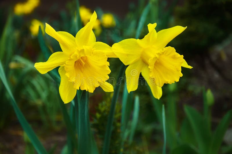 Beautiful Yellow Daffodils. Spring Flowers in Nature Surrounding Stock ...
