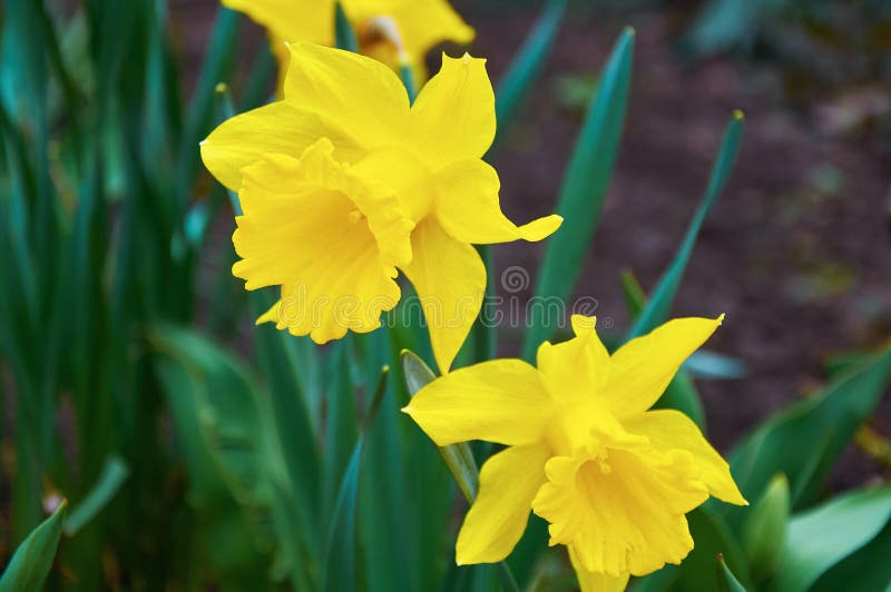 Beautiful Yellow Daffodils. Spring Flowers in Nature Surrounding Stock ...