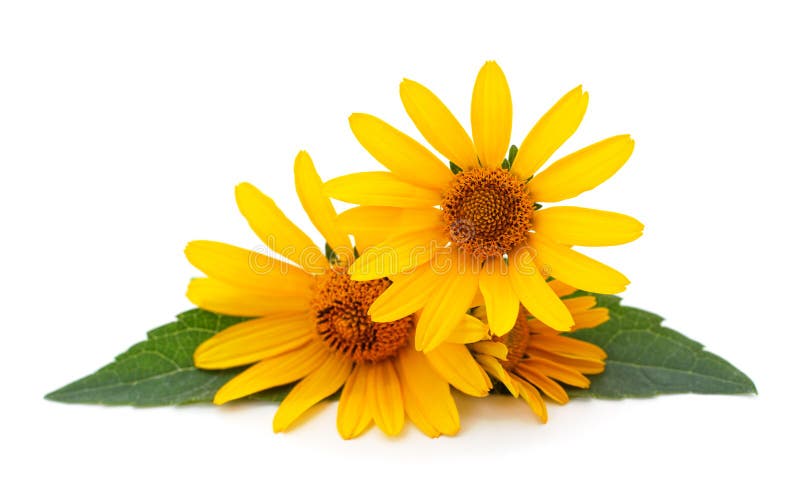 Beautiful yellow daisies stock photo. Image of single - 209022534