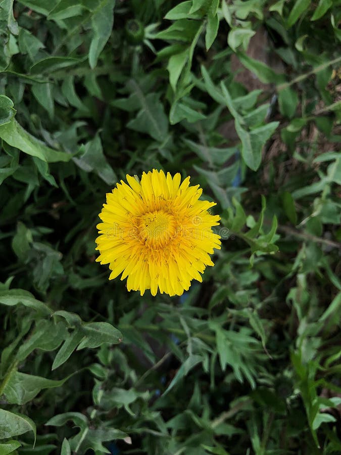 Beautiful Yellow Dandelion in the Park View Stock Photo - Image of ...