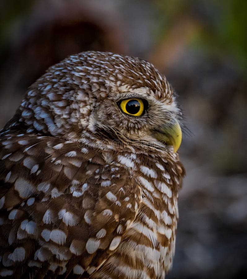 Beautiful Yellow Eyes of the Florida Burrowing Owls Stock Image - Image ...