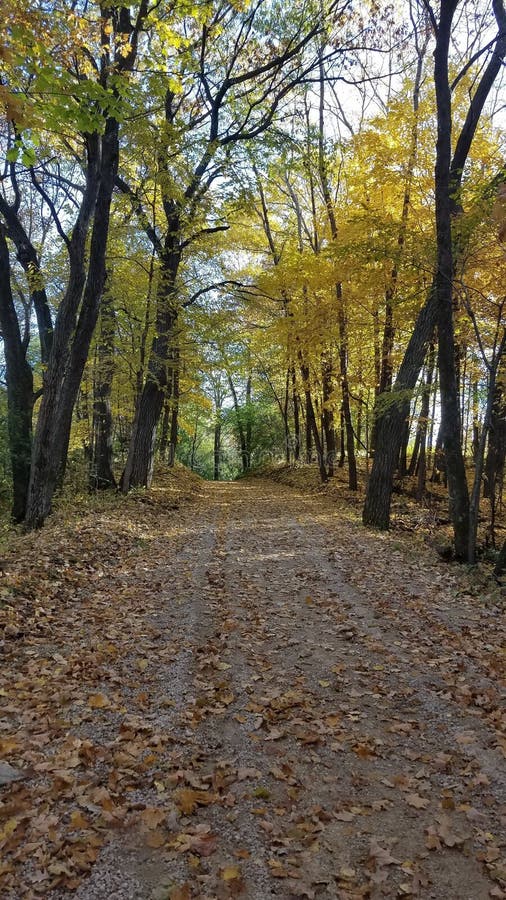 Beautiful Yellow Fall Trail Stock Photo - Image of gravel, trees: 227898576