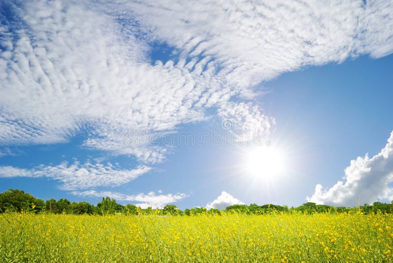 Ground Road in Yellow Flower Field with Sun, Beautiful Spring Landscape ...