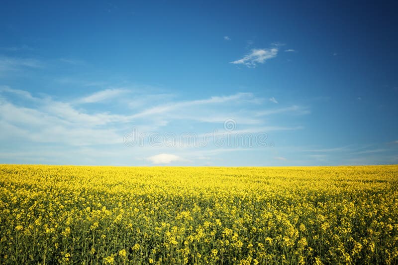 Beautiful Yellow Field Landscape Stock Image - Image of countryside ...