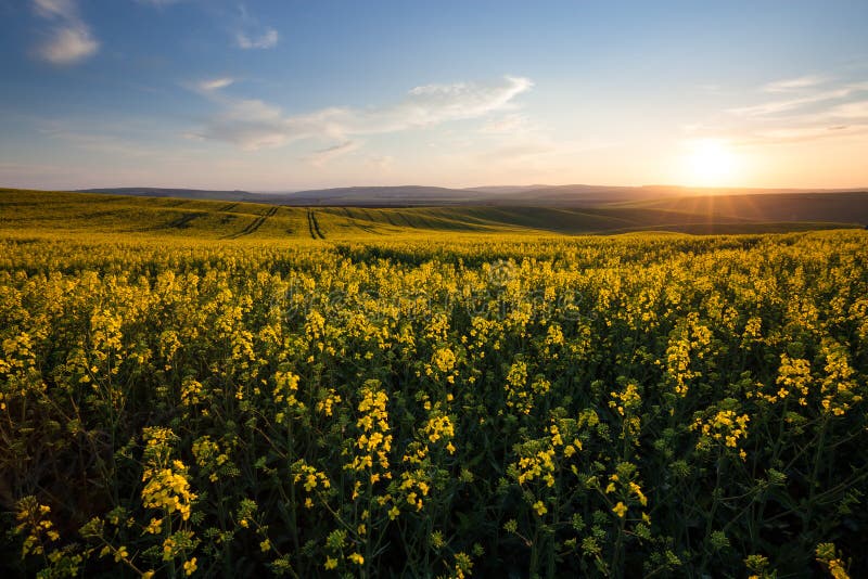 Beautiful yellow field stock photo. Image of moravia - 57090556