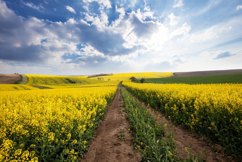 Beautiful yellow field stock image. Image of farm, scenery - 57090801