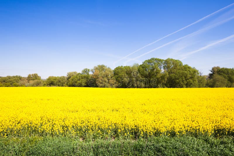 Beautiful Yellow Field Landscape Stock Image - Image of countryside ...