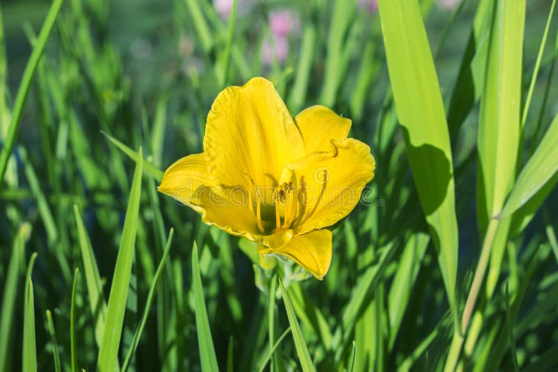 Yellow Flag or Yellow Iris (Iris Xiphioides) Wild Flowers in Springtime ...