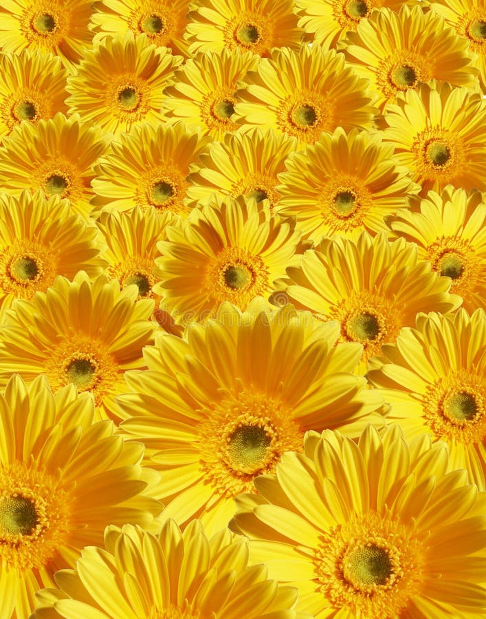 Sunflower texture stock photo. Image of blossom, details - 14110720