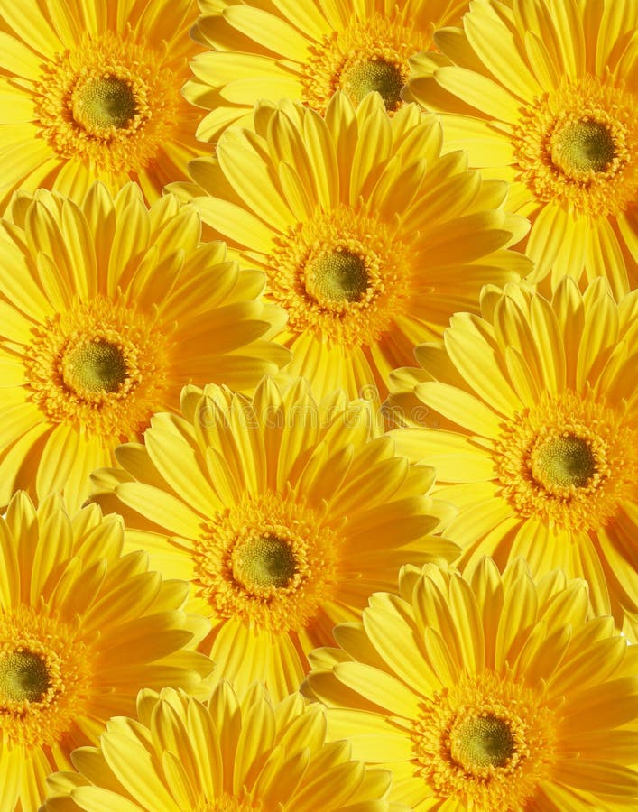 Beautiful yellow flower stock image. Image of blossom - 4131441