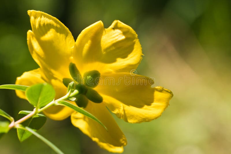 Beautiful Back View of Peacock in Sunlight Outdoors Stock Photo - Image ...