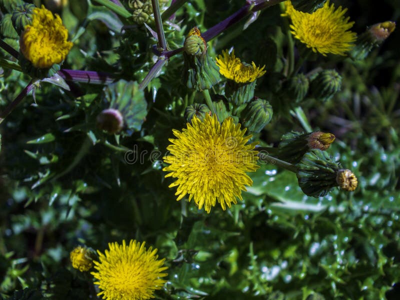 Beautiful Yellow Flower of a Common Weed Stock Image - Image of spring ...