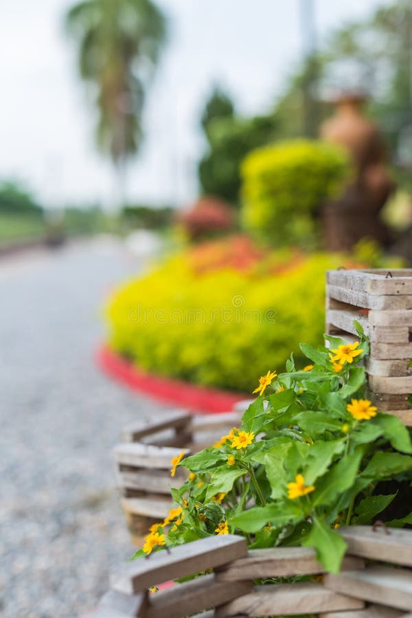 Beautiful yellow flower stock image. Image of yellow - 60973207