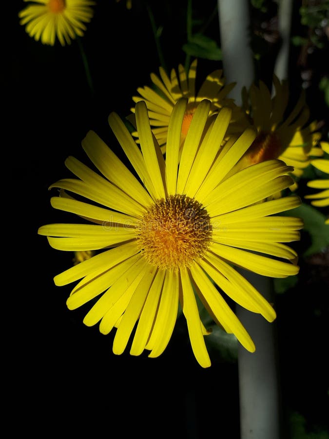 Beautiful Yellow Flower that Grows Biology Stock Photo - Image of ...