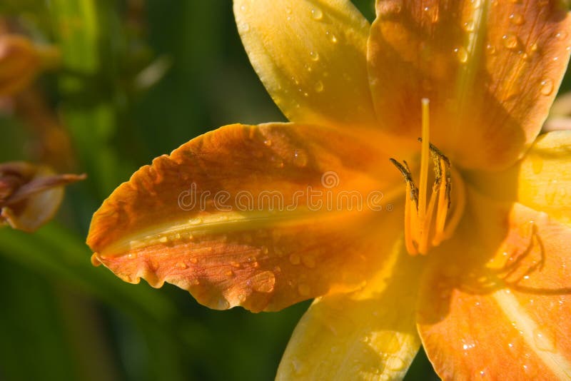 Beautiful Yellow Flower Lily Stock Photo - Image of field, light: 12472162