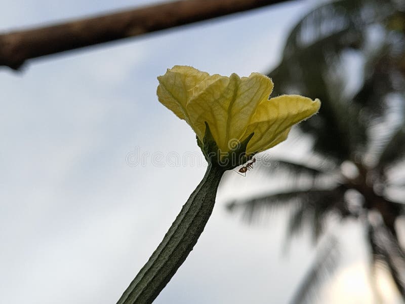 A Flower of Luffa Acutangula Stock Photo - Image of wildflower, herb ...