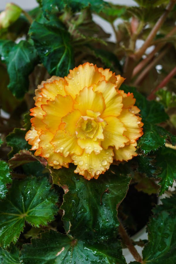 Beautiful Yellow Flower Pelargonium in the Garden Stock Photo - Image ...